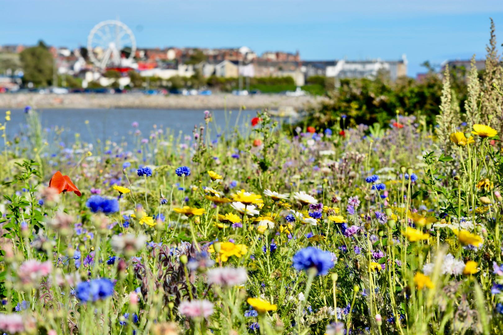 Professional Wildflower Turf or Meadowscape Pro™ installation